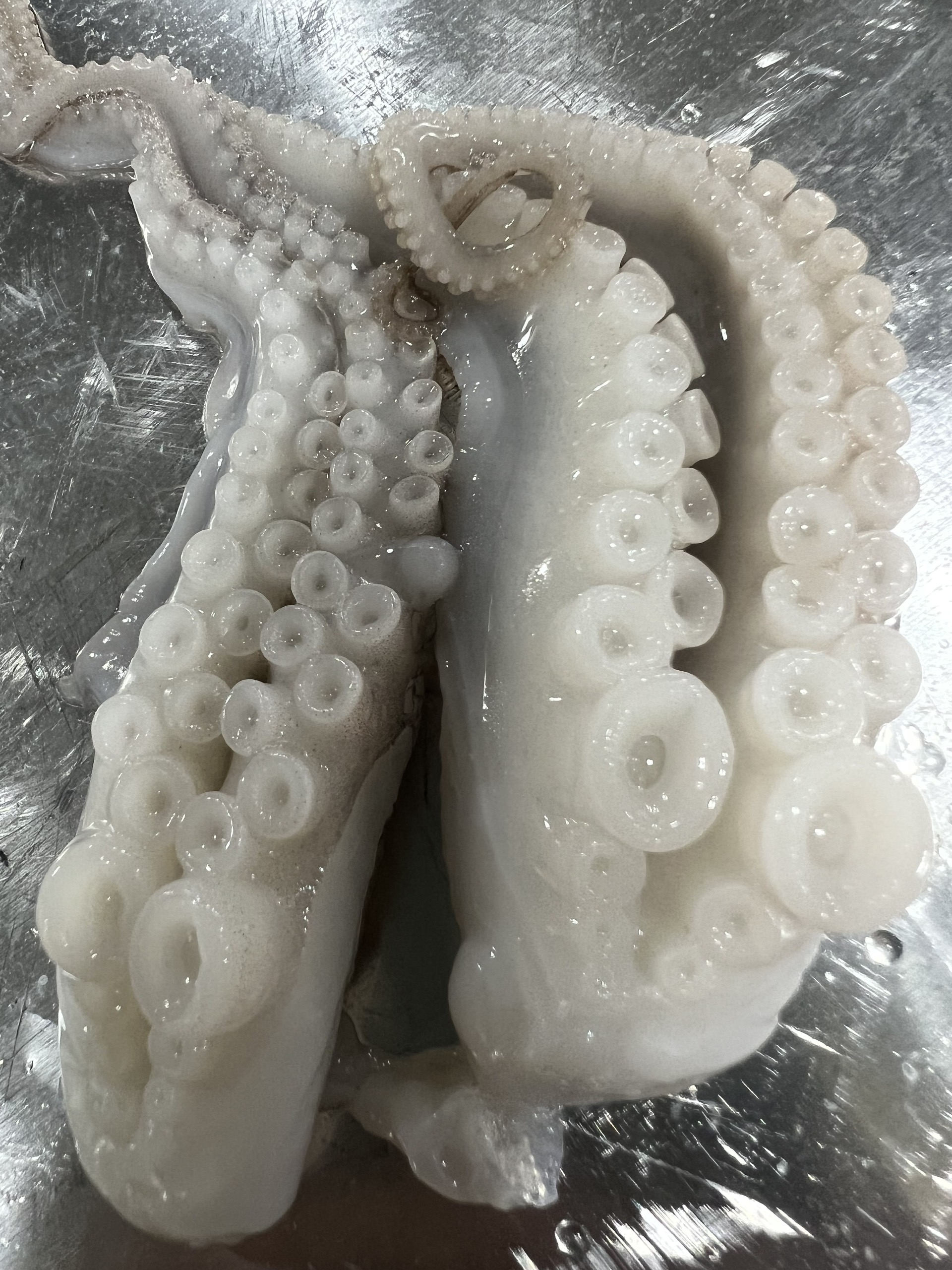 FROZEN WHOLE CLEANED BABY OCTOPUS